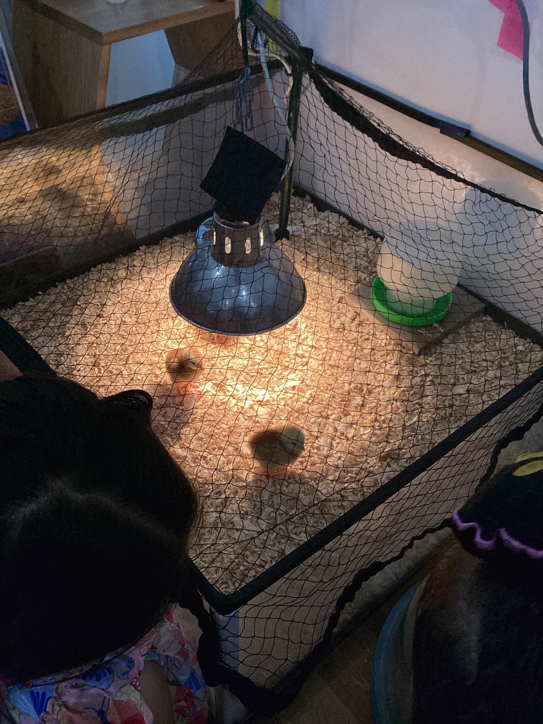 Henny Penny Hatching Program at Aspire Beveridge | Aspire Early Learning