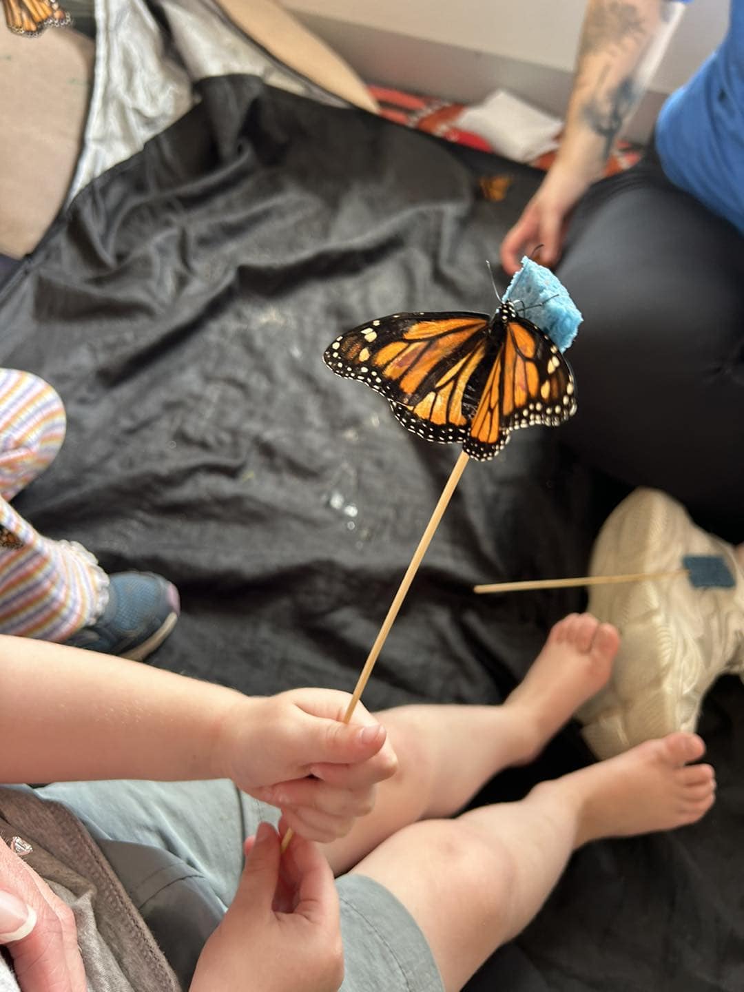 Aspire Ashbury’s Butterfly Experience | Aspire Early Learning